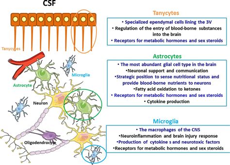Neuroglial Cells Function