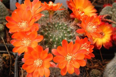 Cactus With Orange Flowers Succulent Propagation