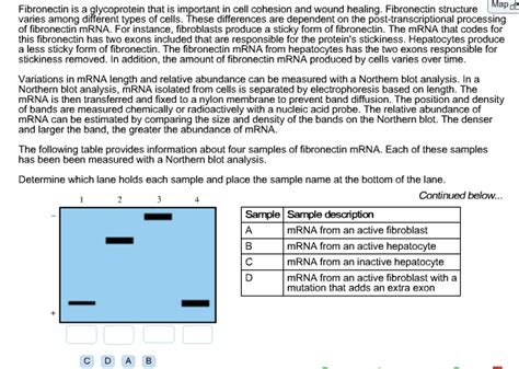 Solved Fibronectin Is A Glycoprotein That Is Important In