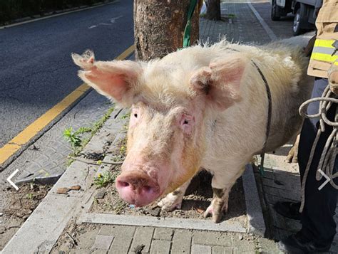 다리 위 뚝 떨어진 돼지 20분의 자유그뒤 도살장 끌려갔다 중앙일보 다리 위 뚝 떨어진 돼지 20분의 자유그뒤 도살장 끌려갔다 중앙일보