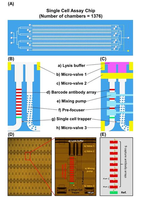 Design Of Single Cell Proteomics Assay Chip A Schematic Drawing Of Download Scientific