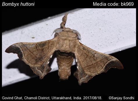 Bombyx Huttoni Westwood 1847 Moths