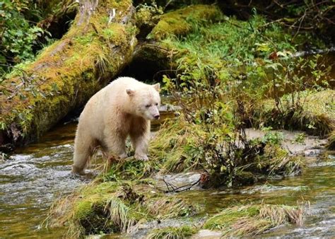 A Rare Spirit Bear Is Photographed In British Columbia 16 Pics