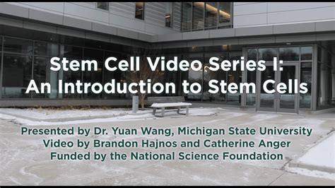 Stem Cell Video Series I An Introduction To Stem Cells Youtube