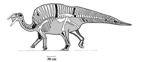 Ouranosaurus Skeleton Ouranosaurus Lgti Dinosaur Toy Blog