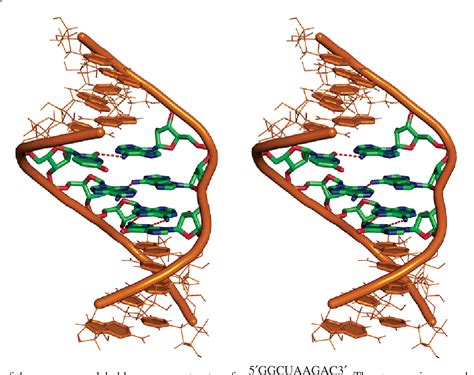 Figure 1 From The Nmr Structure Of An Internal Loop From 23s Ribosomal Rna Differs From Its