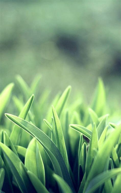 Grass Hd Mobile Wallpapers Wallpaper Cave