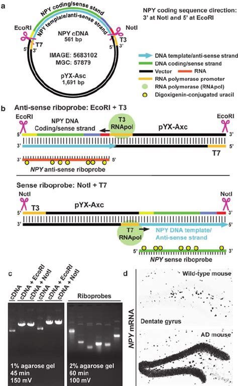 Synthesis Of Rna Probes From Cdna Clones The Image And Mgc Consortiums Download Scientific