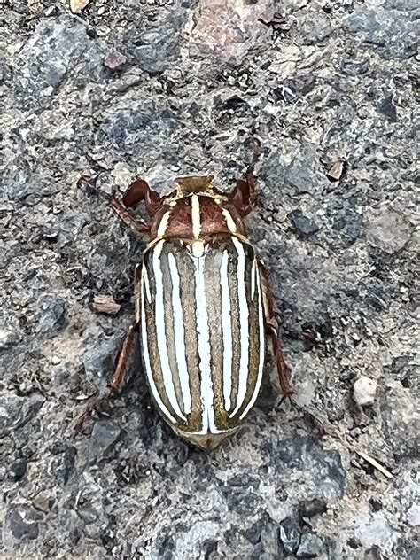 What Is This Bug In Willamette Valley Oregon R Bugidentification