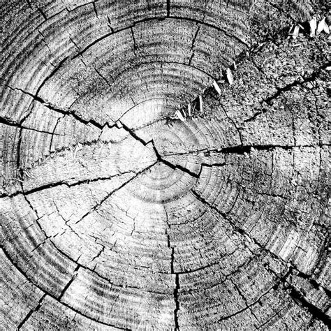 Premium Photo Cross Section Of Tree Showing Growth Rings