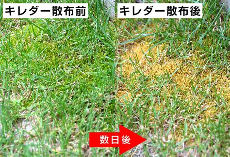 いつの間にこんなところに！お庭にはびこるコケを退治！ 芝生のことならバロネスダイレクト