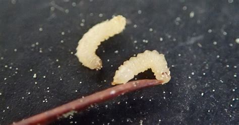 What Kills Tree Worms At Mackenzie Mathy Blog