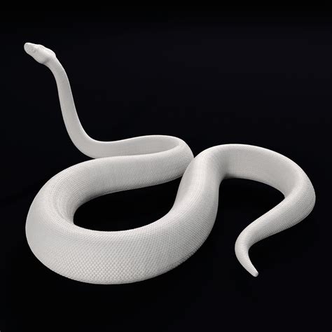Ball Pythons Realistic Royal Python Pet Snake 3d Print Model 3d Model