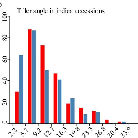 The Performance Of Tiller Angle For Three Gene Combinations In Indica Download Table