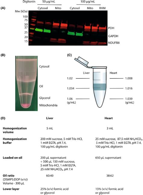 Optimisation Of Tissue Fractionation A Typical Experiment To Download Scientific Diagram