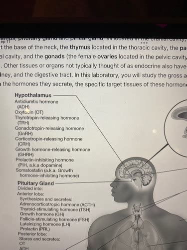 A P Lab Exam One Flashcards Quizlet