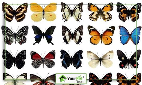 Different Types Of Butterflies Most Colorful Butterfly Speciese