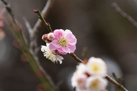 紅白咲き分けの梅 写真共有サイトフォト蔵
