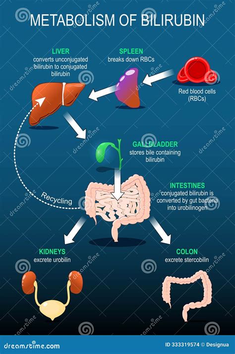 Metabolism Of Bilirubin Stock Vector Illustration Of Schematic 333319574