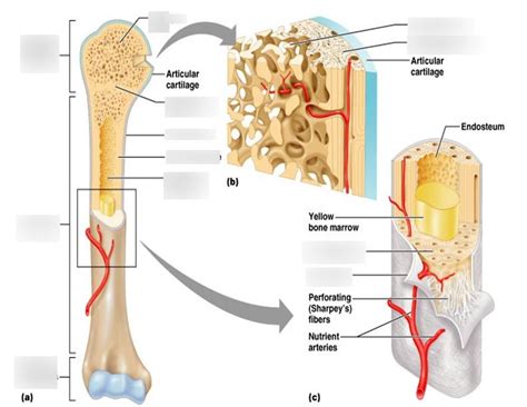 Lab 3 Bone Labeling Terms Diagram Quizlet