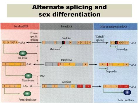 Sex Determination In Drosophila Ppt