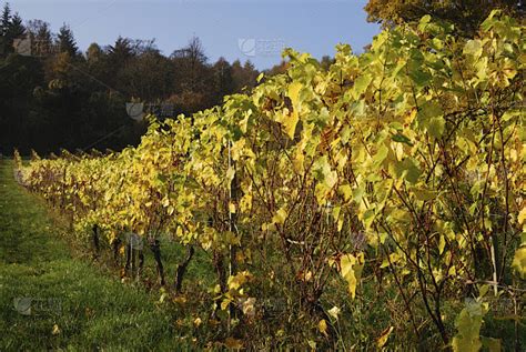 秋天成行的葡萄藤