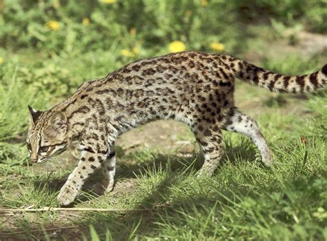 Margay Kitten Best Place To See Margay Wild Cats In Costa Rica