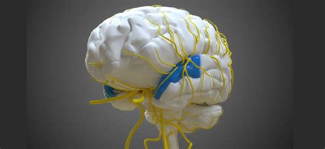 The Mystery Of The Fusiform Gyrus Faces Words And More Very Big Brain