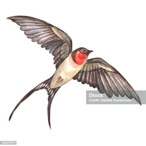 수채화 물감은 하얀 배경에 고립된 하늘에서 날아다닌다 손으로 그린 봄과 여름 새는 카드나 결혼 축하를 위해 초대합니다 스티커