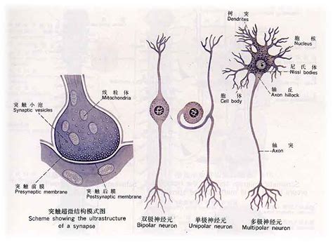神经系统图谱神经系统 神经系统总论 理论书籍