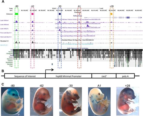 Identification Of Aggrecan Enhancers A Encode Analysis Of The Mouse