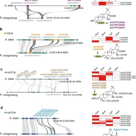 De Novo Biosynthesis Of Oleanane Type Pentacyclic Triterpenes In Download Scientific Diagram