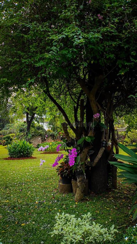 Photos Of Orchid Gardens Using Android And Colours Grading Stock Image