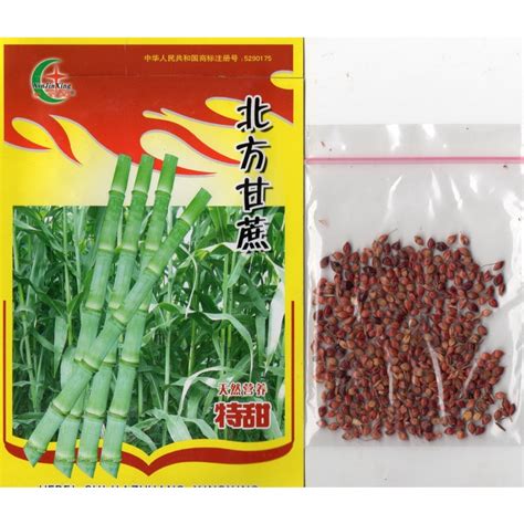 Jual Benih Tebu Hijau Import Super Manis 200 Biji Shopee Indonesia