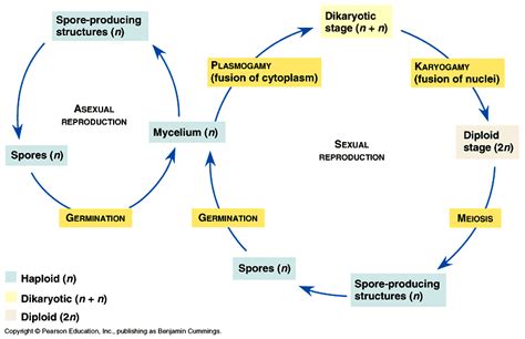 Generalized Life Cycle Of Fungi
