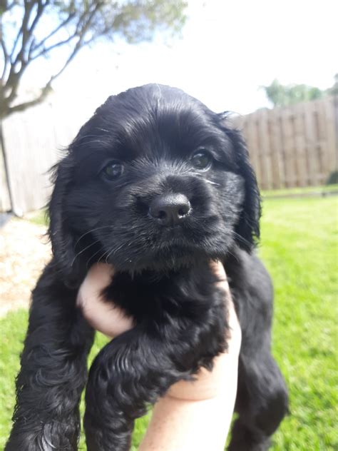 American Cocker Spaniel Puppies For Sale Melbourne Fl 314085