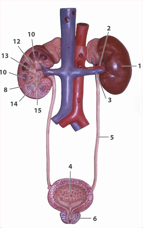 Urinary System Model Lab Chapter 6 1 Of 2 Diagram Quizlet