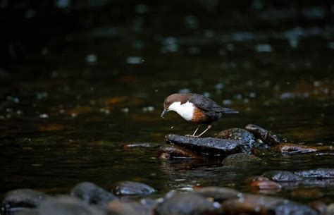 Premium Photo Eurasian Dipper Searching For Food In The River
