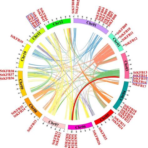 Chromosomal Distribution And Gene Duplication Of Stkfb Genes