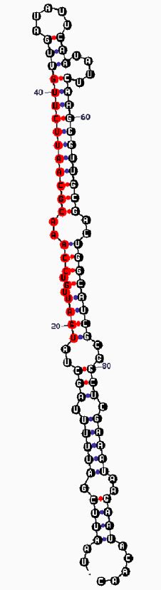 Secondary Structure Of Pre MiRNA The Predicted Stem Loop Structure Of