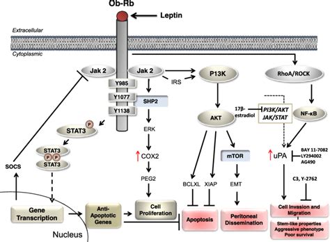 Schematic Representation Of Leptin Mediated Signaling Leptin Binds To