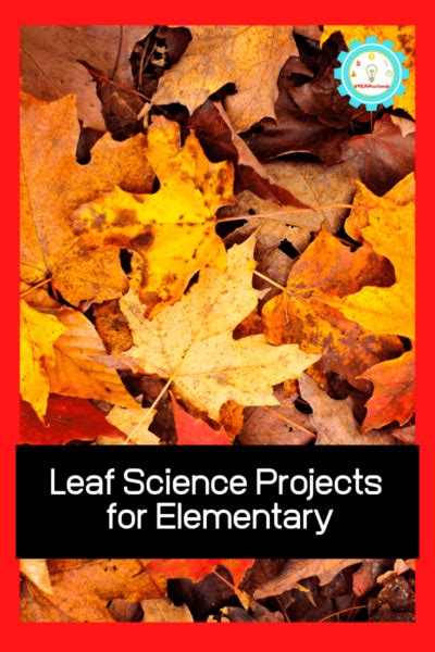 8 Brilliant Leaf Science Experiments For Elementary