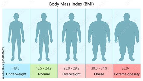 Illustrative Chart Showing Different Bmi Categories Underweight To