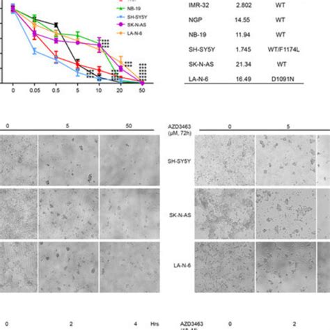 Huiyuan Zhang Baylor College Of Medicine Tx Bcm Department Of Pediatrics Research Profile