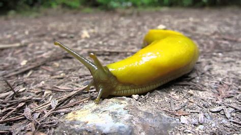 Banana Slug Moving On The Forest Floor Youtube