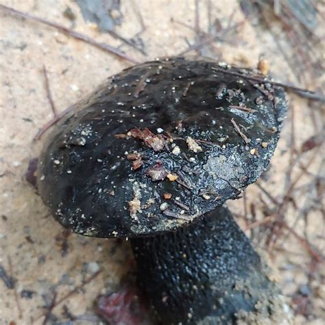 검은망그물버섯