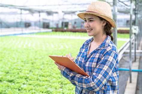 아름다운 아시아 여성은 수경 농장에서 채소를 미소 짓고 수확하고 있으며 유기농 채소와 건강한 음식을 재배하는 개념입니다 건강한 생활방식에 대한 스톡 사진 및 기타 이미지