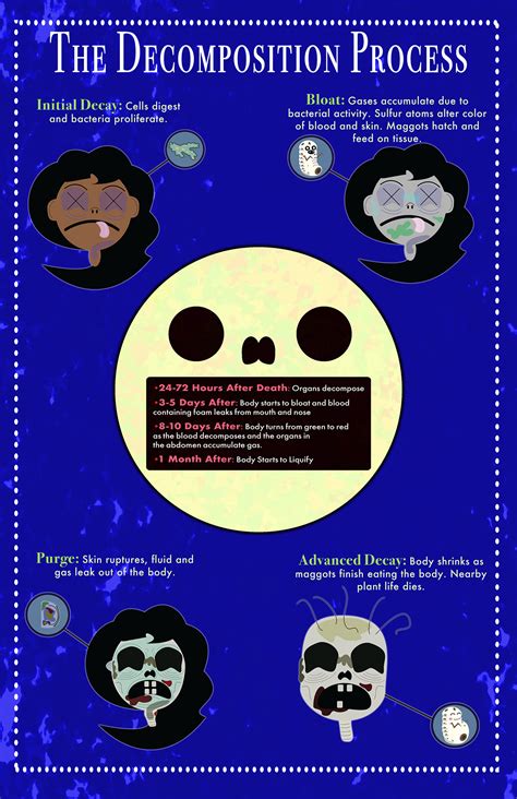 Slowly We Rot The Decomposition Process On Behance