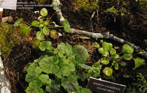 Plantfiles Pictures Oconee Bells Shortia Galacifolia By Rickwebb