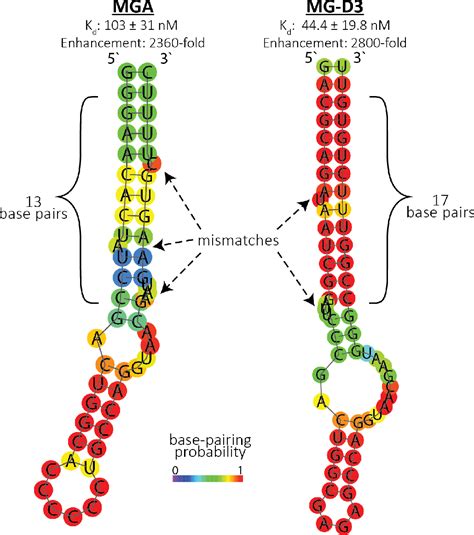 In Vitro Directed Evolution Of Fluorescence Enhancing And Structure Switching Rna Aptamers